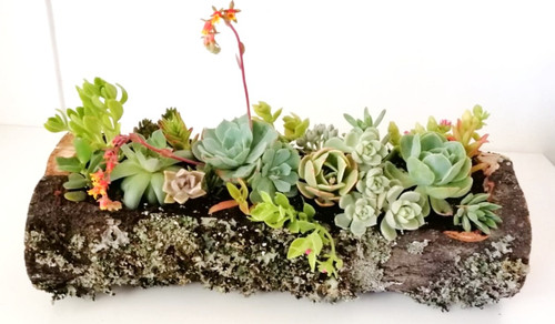 Bosques 12 - SKU 0241 | minijardines