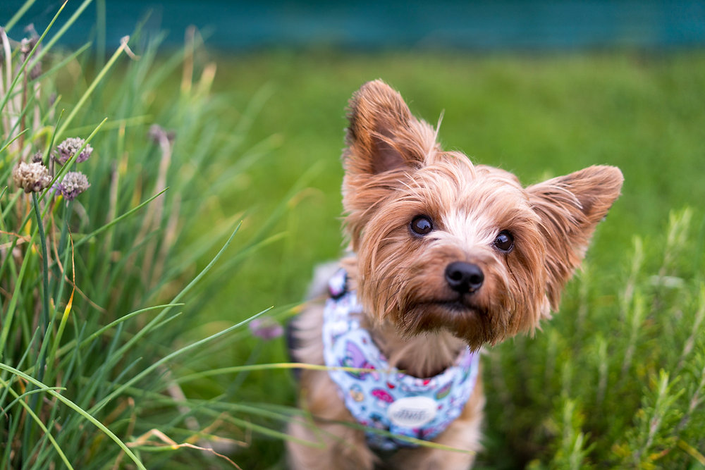 Paddy is going to be pintastic!