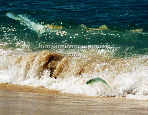 South Beach Blitz | Benjaminmccormick