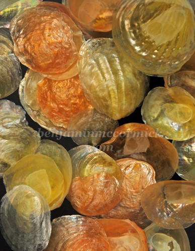 Sand Pennies | Benjaminmccormick