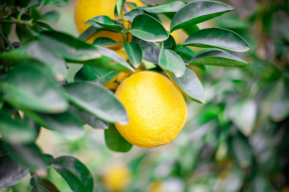 Home | Georgia Grown Citrus