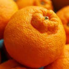 Patio Shiranui Tree (1-2 feet) | Georgia Grown Citrus