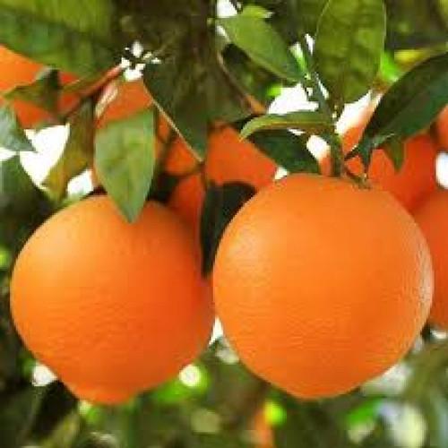 Patio Hamlin Tree (1-2 Feet) | Georgia Grown Citrus