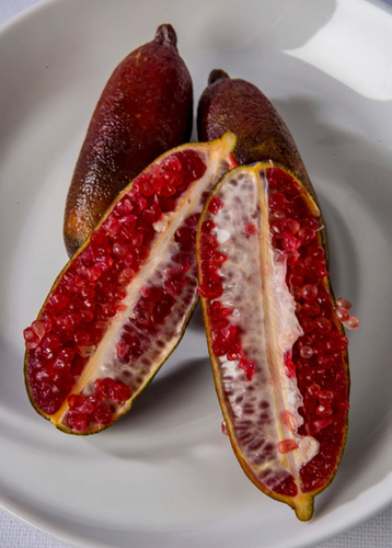 Red Finger Lime (1-2 Feet) | Georgia Grown Citrus