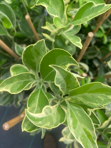 Variegated Honeybell Tree (4 feet) | Georgia Grown Citrus