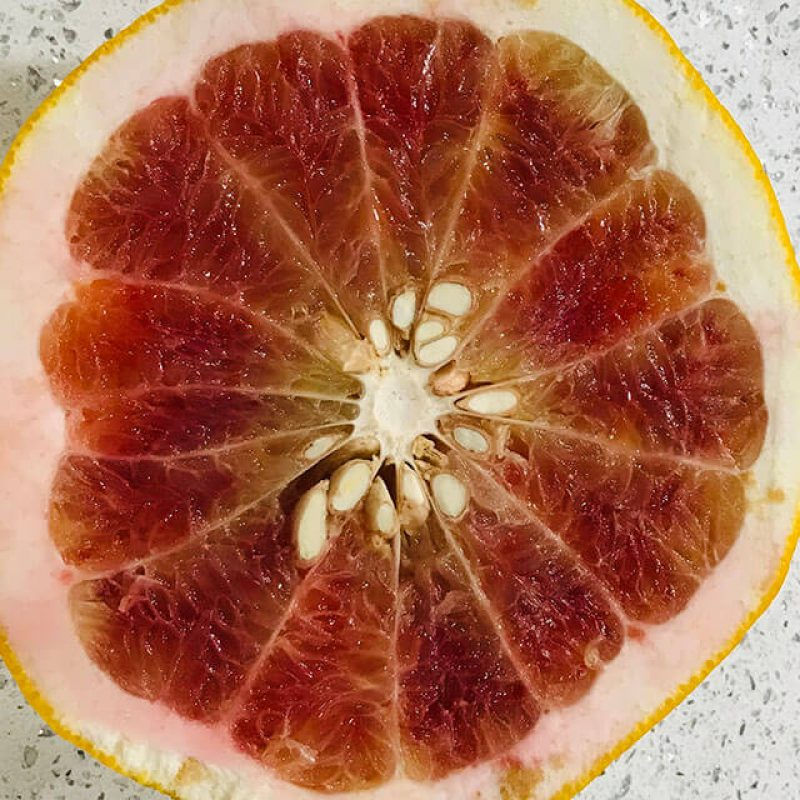 Valentine Pummelo Tree (1-2 feet) | Georgia Grown Citrus