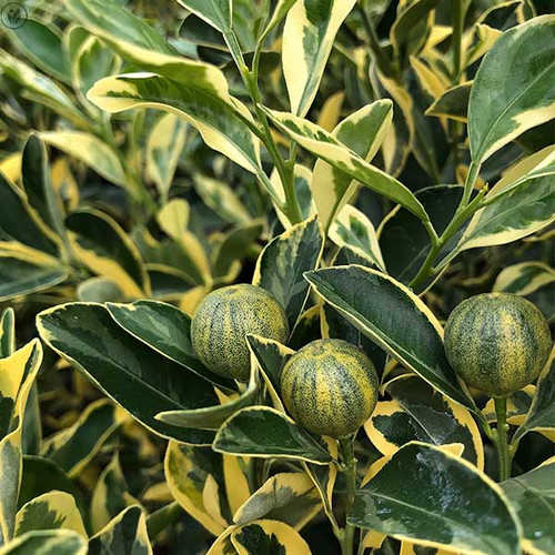 Variegated Calamondin Tree (1-2 Feet) | Georgia Grown Citrus