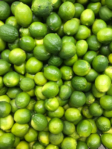 Thornless Key Lime (1-2 Feet) | Georgia Grown Citrus