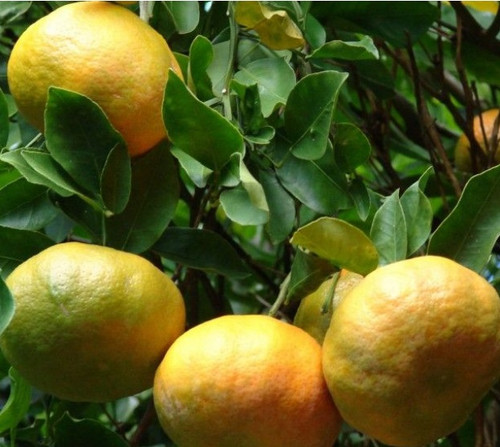 Keraji Mandarin Tree (2-3 Feet) | Georgia Grown Citrus