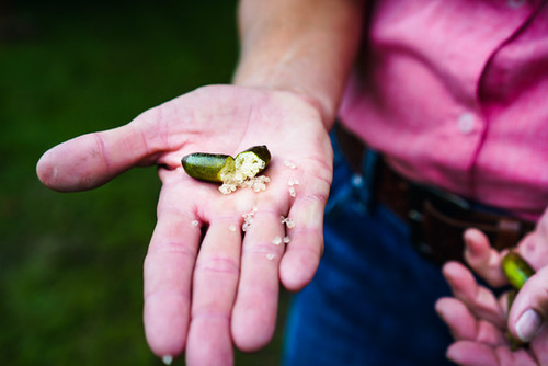 Australian Finger Lime Tree (2-3 feet) | Georgia Grown Citrus