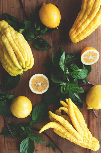 Patio Buddha's Hand Tree | Georgia Grown Citrus