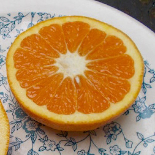 Golden Grapefruit Tree (1-2 feet) | Georgia Grown Citrus