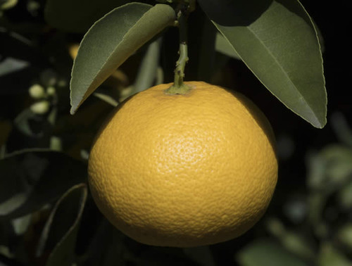 Palestinian Sweet Lime (3-4 Feet) | Georgia Grown Citrus