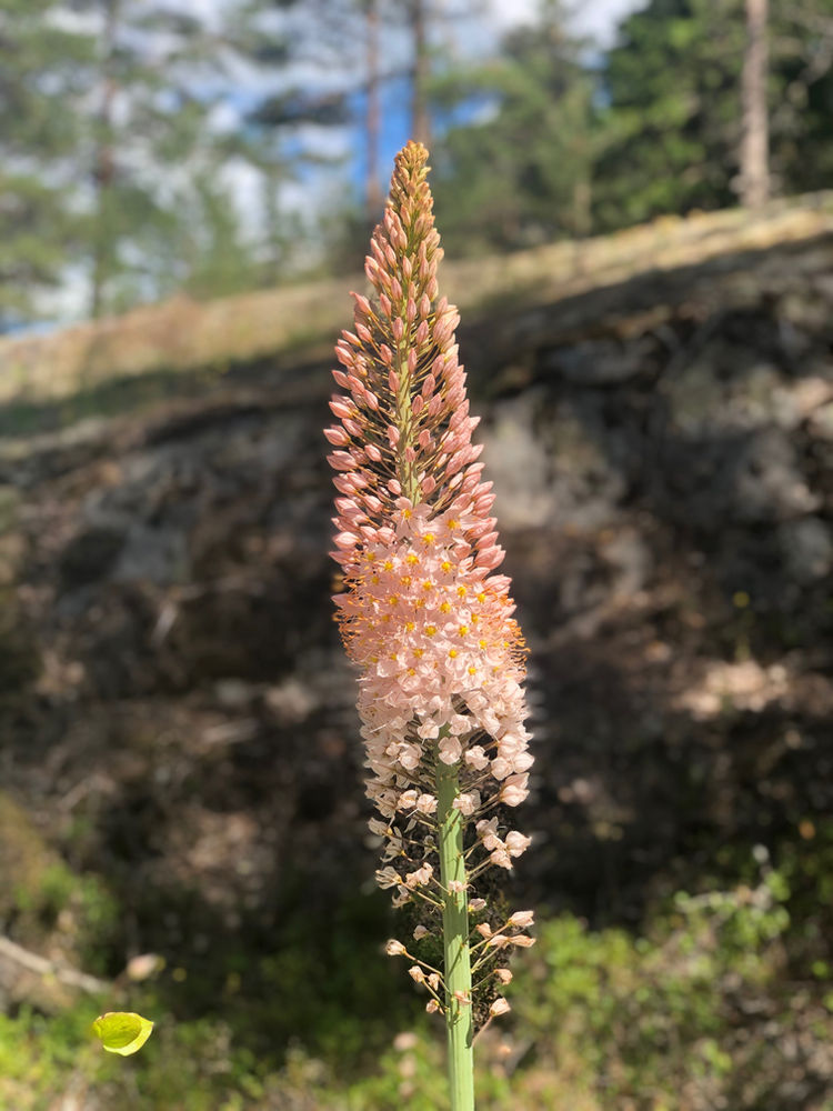 Eremurus robustus