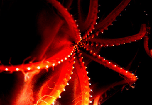 Glowing Sucker Octopus | luminescent-oceans