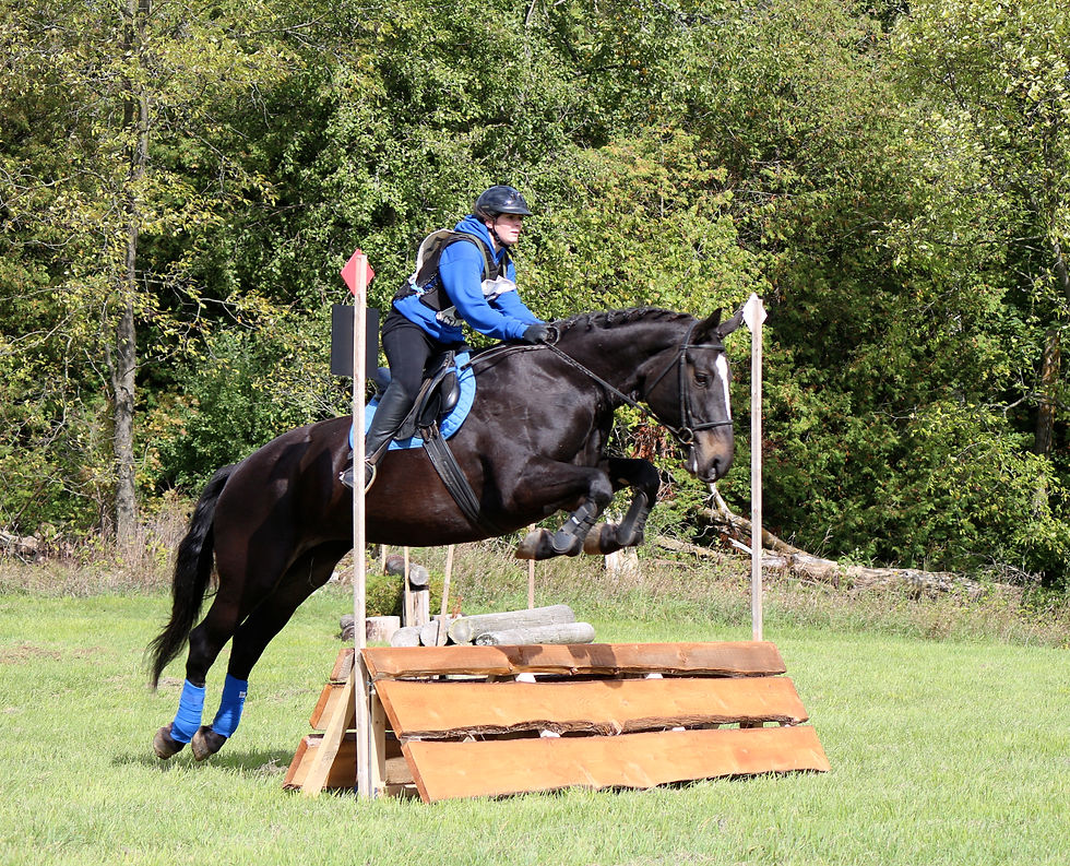 CJ HORSES | cj-equestrian