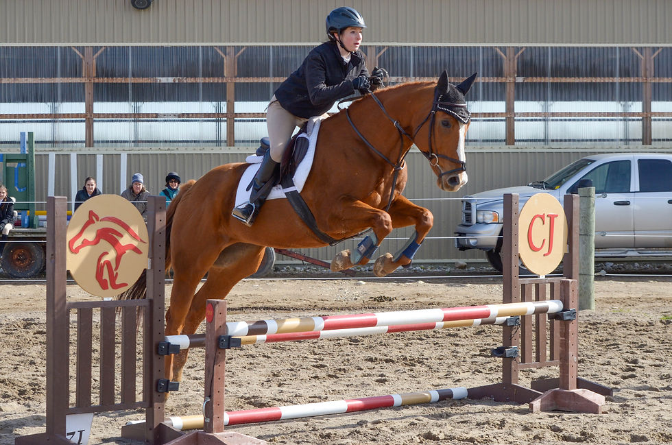 CJ HORSES | cj-equestrian