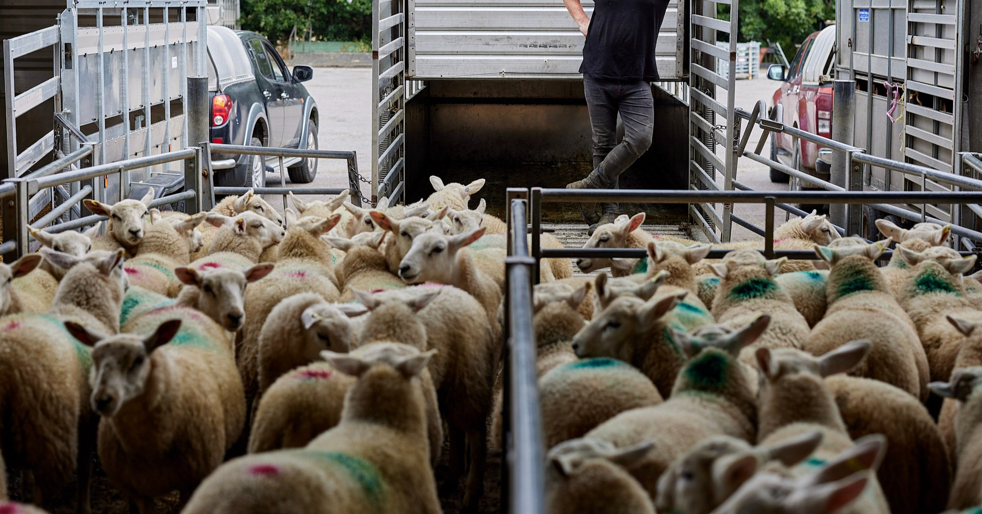 Online Sales | Ruthin Farmers Auction