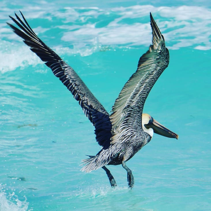 Pelican Bird in Cancun - Oren Taub