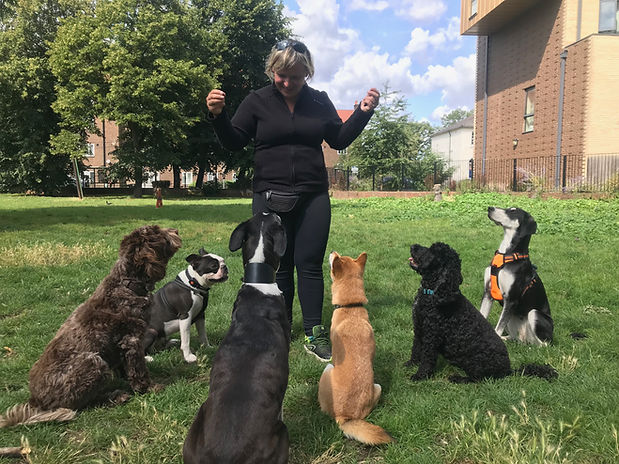 Dog Handler Training | lexydogservices