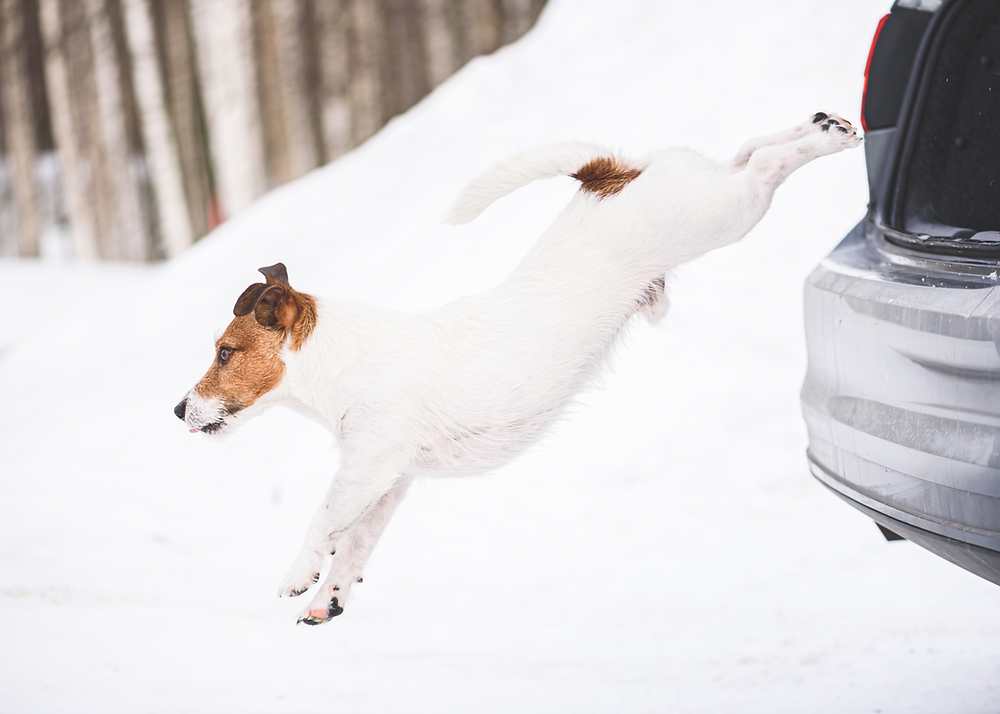 Shoulder Injuries In Dogs Treatment at Oscar Godson blog