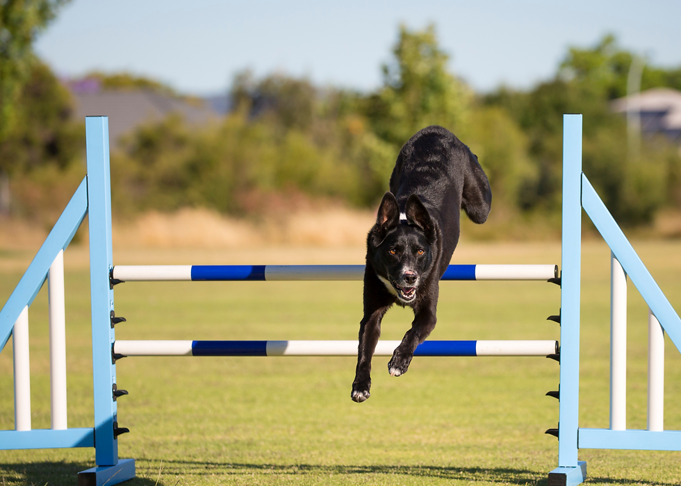 Shoulder Injuries In Dogs Treatment at Oscar Godson blog