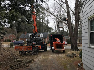 Tree Care | Cut Knuckle Inc.
