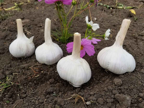 Montana Zemo Culinary | GroEat