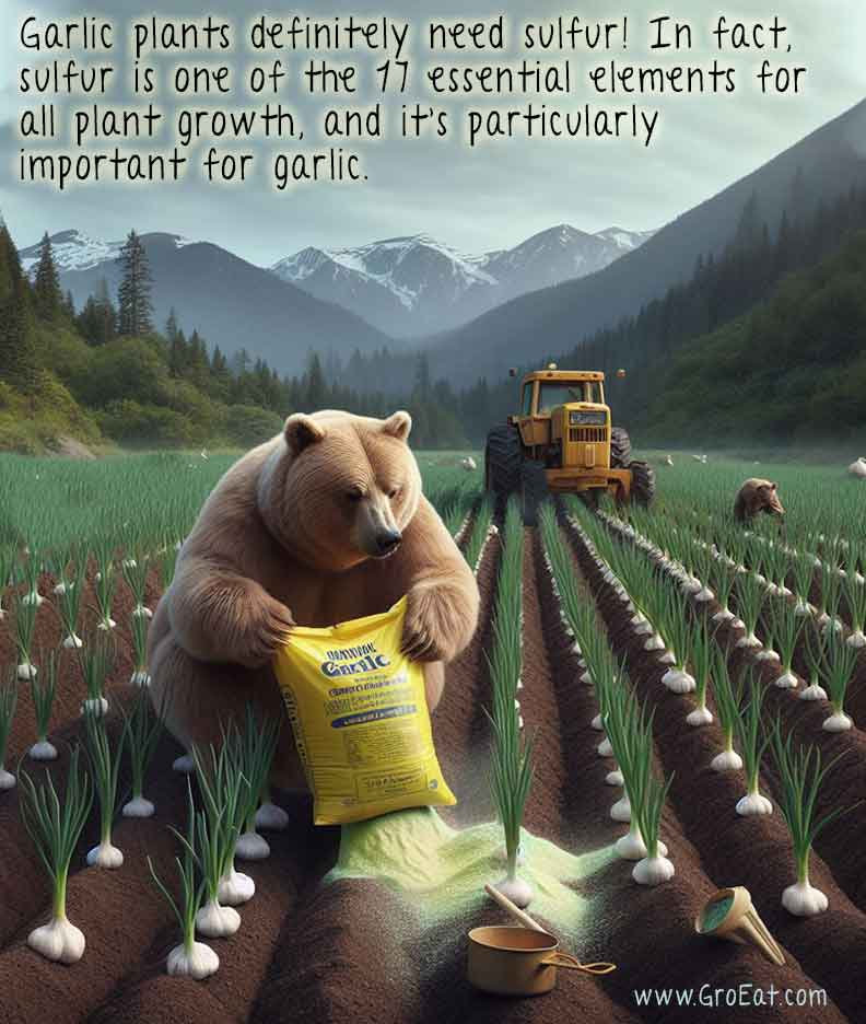 Garlic Plants Need Sulfur
