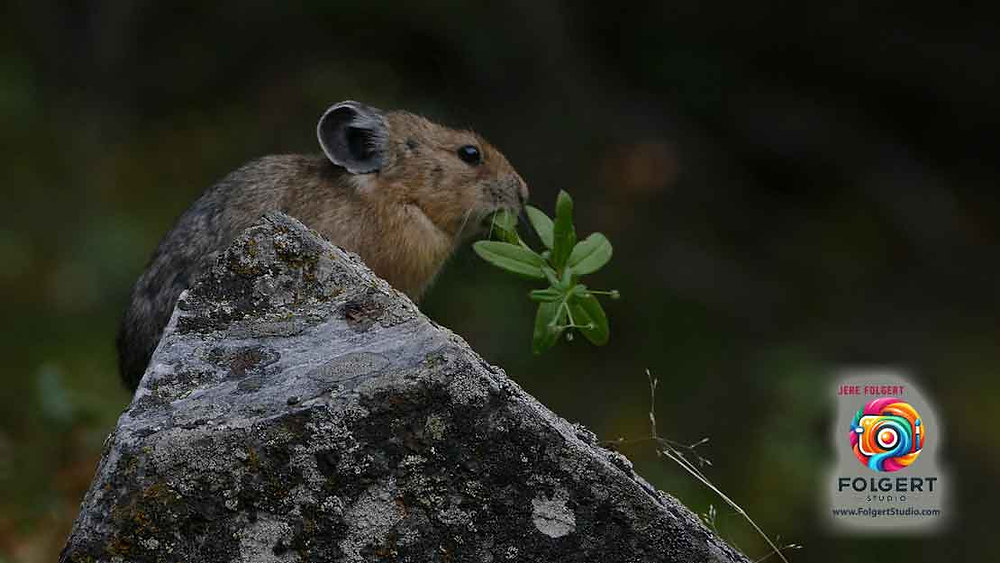 The Pika's Struggle: A Tale of Heat, Haypiles, and High-Altitude Heroes
