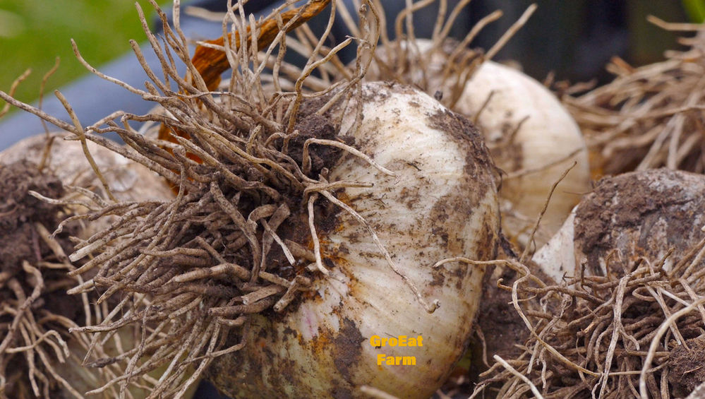 Eating Garlic Roots