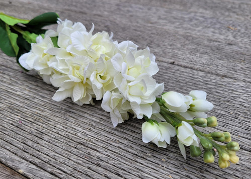 Stock stem White F208 | dizacflowers