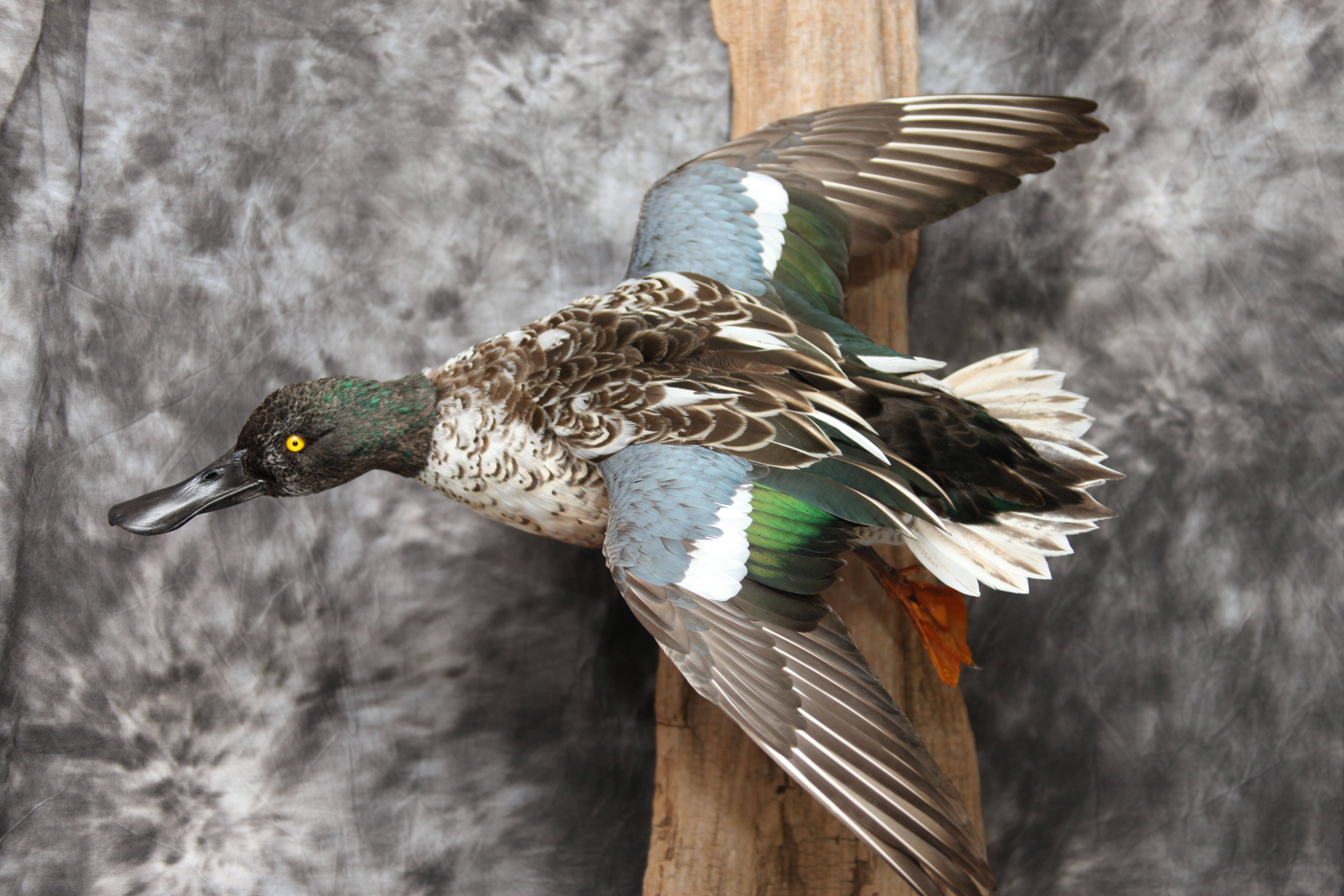Florida Bird Taxidermy | Florida | The Waterfowl Studio