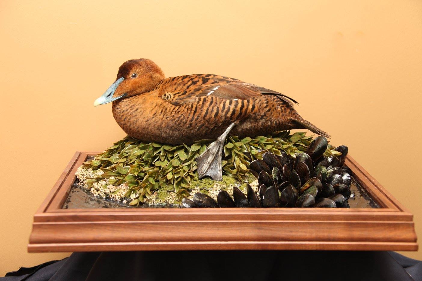 Florida Bird Taxidermy | Florida | The Waterfowl Studio