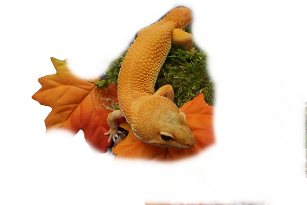LEOPARD GECKO | Assassinreptilesnorw