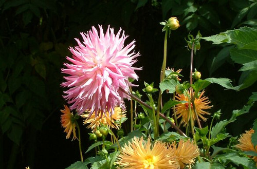 Flea Repellent: Dahlia Oreti Stacey | inthezonehealing