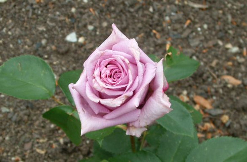 Black Magic Antidote: Mamy Blue Rose | inthezonehealing