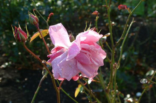 Holographic & Cellular Debugger: Silver Cloud Rose | inthezonehealing