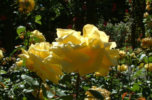 Energy Anatomy Cleanse & Repair: Sunblest Rose | inthezonehealing