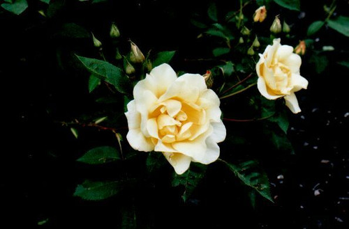 Body-Embedded Beliefs & Trauma: Windrush Rose | inthezonehealing