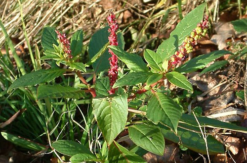 Back on the True Path: Inkweed by stream | inthezonehealing