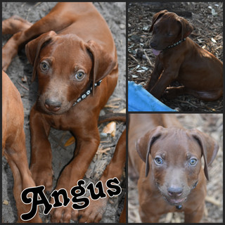 Rhodesian Ridgeback Puppies | Diamondcrest Kennels