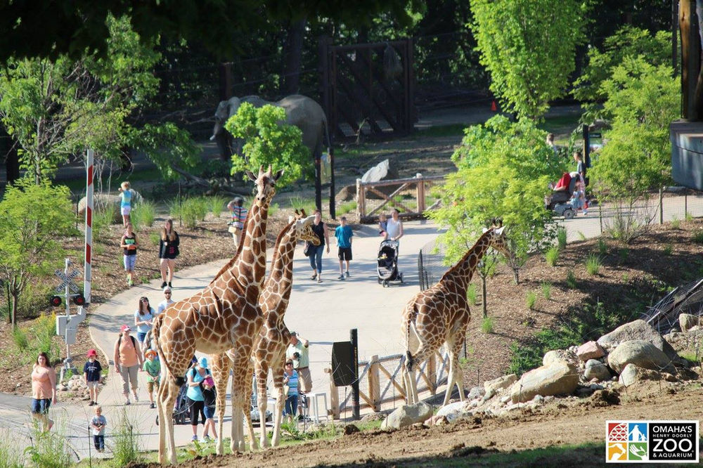 Roaming the African Grasslands: A Conversation with Dennis Pate ...