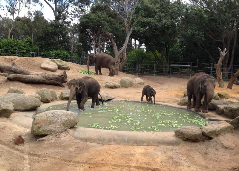 Zoos Fighting Extinction: A Conversation with Jenny Gray, CEO of Zoos ...