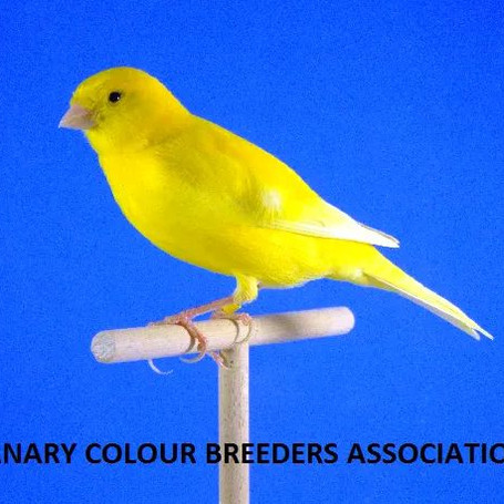 Gallery | Colour Canary Breeders Association