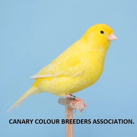 Gallery | Colour Canary Breeders Association