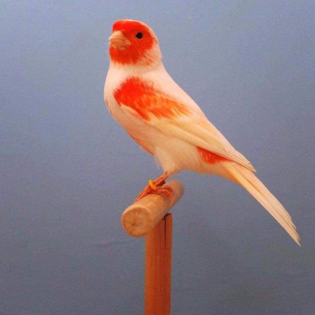 Gallery | Colour Canary Breeders Association