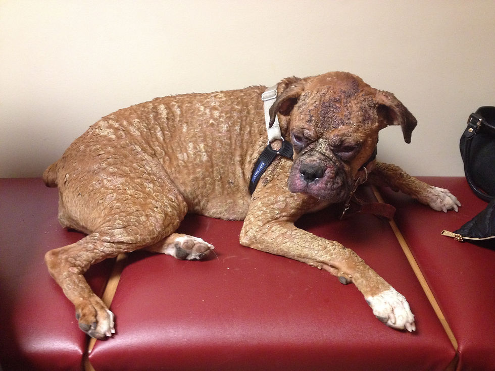 CASES | vogel-vet-derm