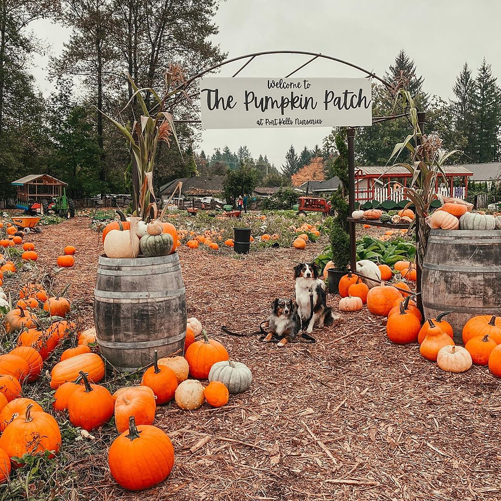 8 Dog friendly Pumpkin Patches To Visit Near Vancouver This Fall 8-dog-friendly-pumpkin-patches-to-visit-near-vancouver-this-fall