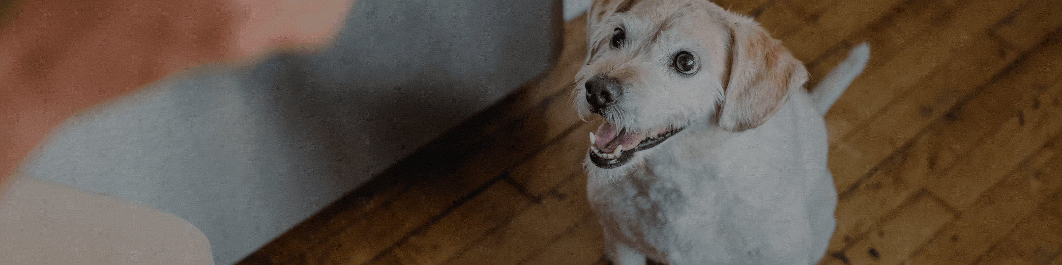 10 pro tips for capturing the perfect dog photo